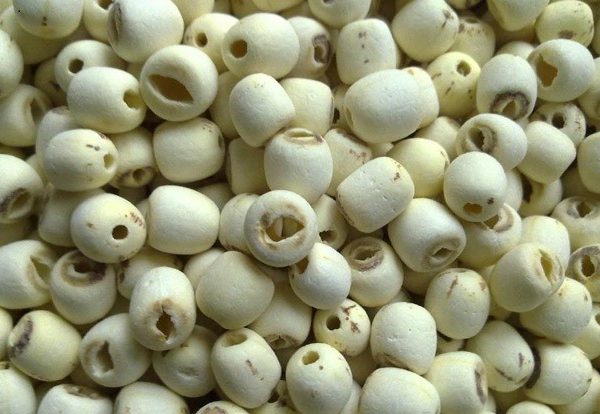 Lotus Seeds – J Holdings Enterprises